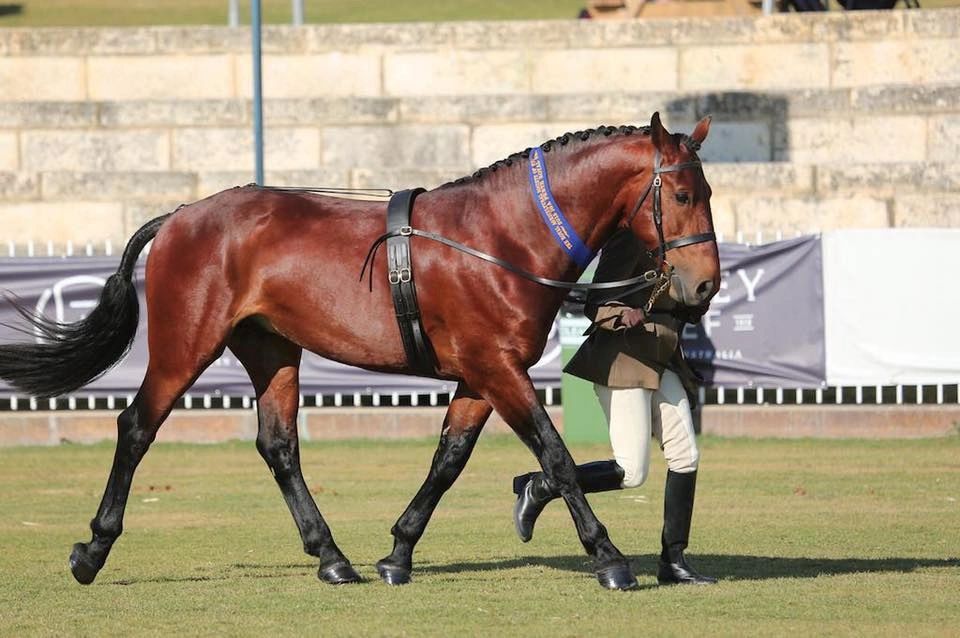 Cleveland Bay: A History