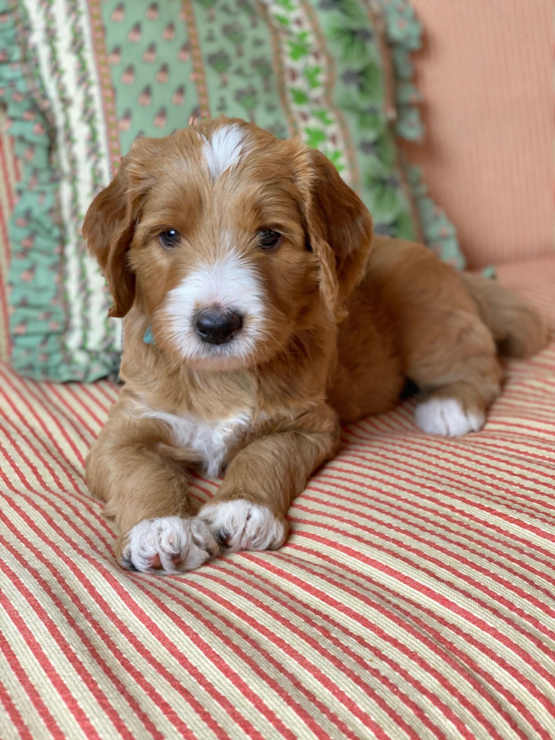 Goldendoodles - Four Gables Doodles