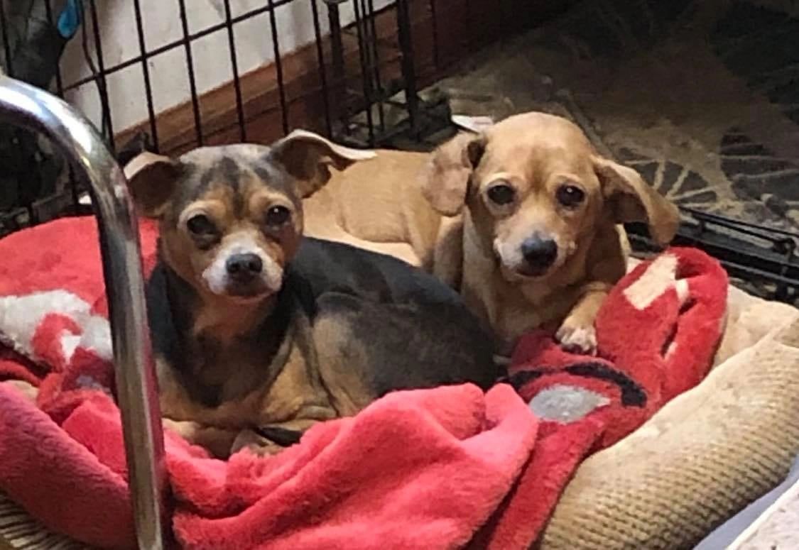 Charlie's Wish Animal Rescue