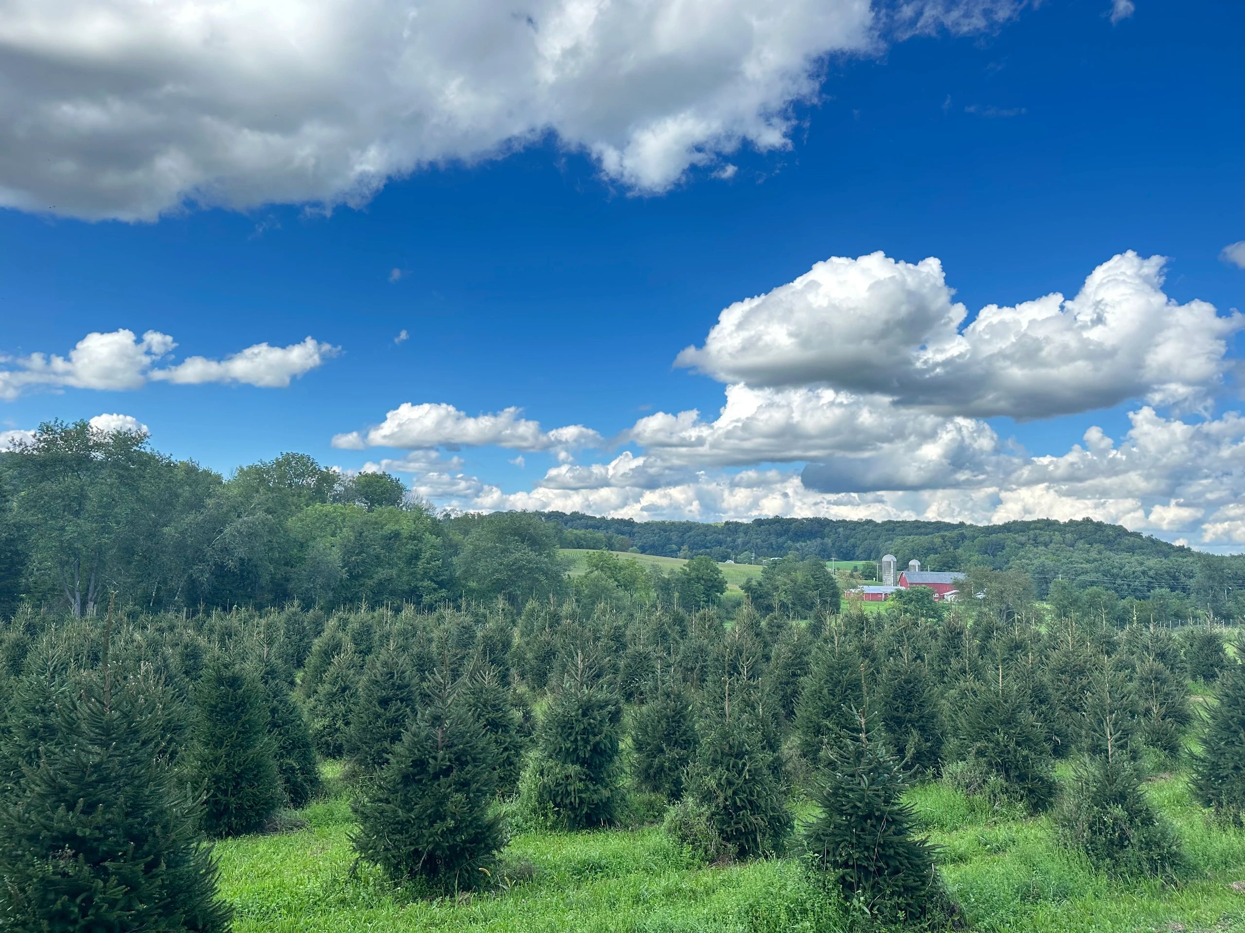 Goose Hollow Christmas Tree Farm: Perfect Christmas Trees