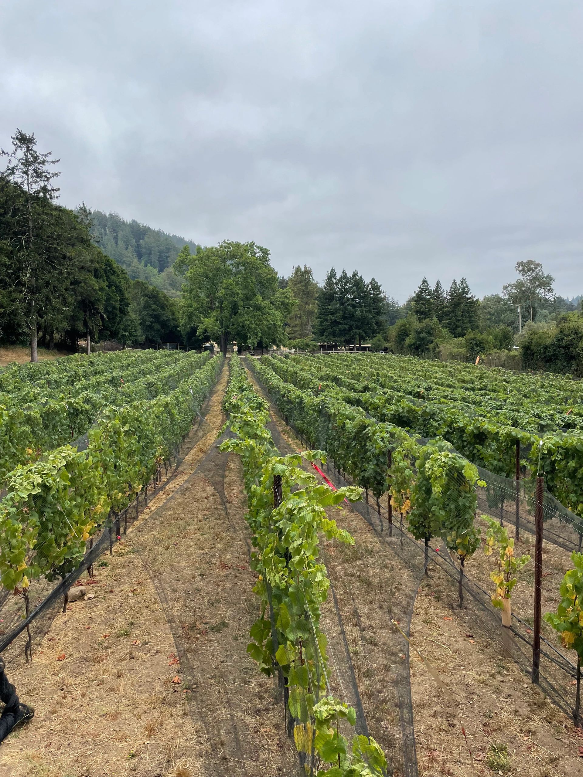 Shop our selection of wines for sale at Lawson Family Farm