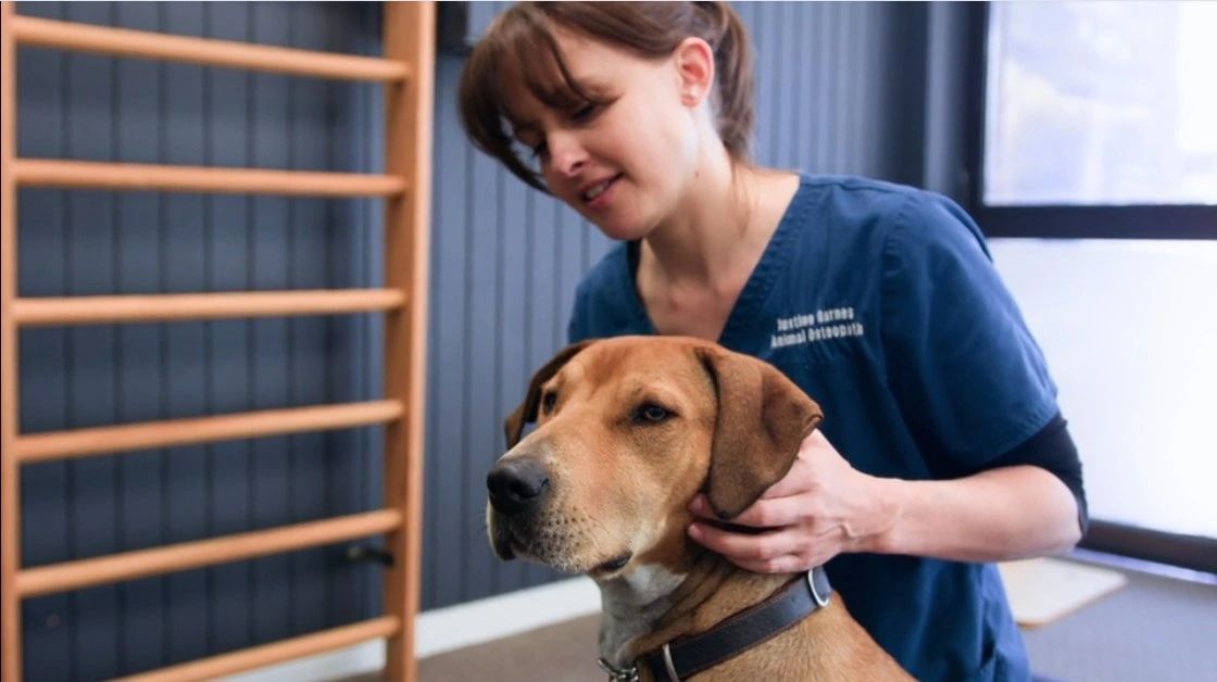Animal Osteopathy in Melbourne