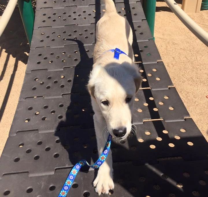 What Is Puppy Imprinting