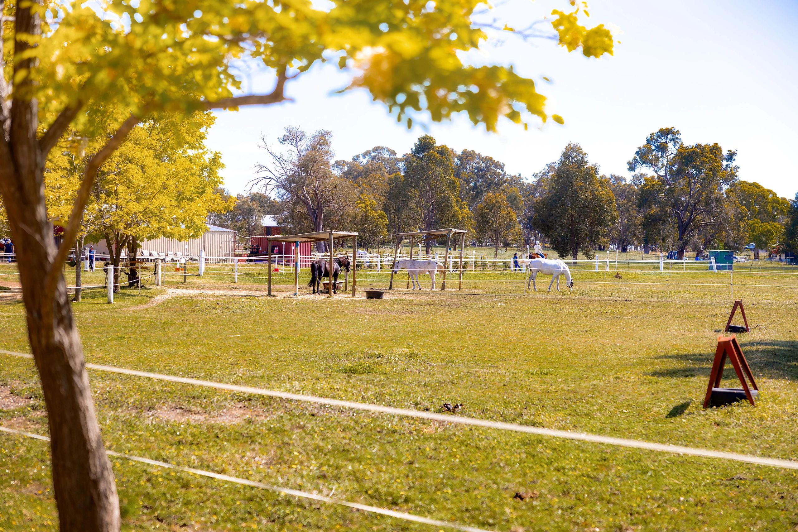 Green Gables Stables - Horse Trail Rides, Horse Riding Lessons
