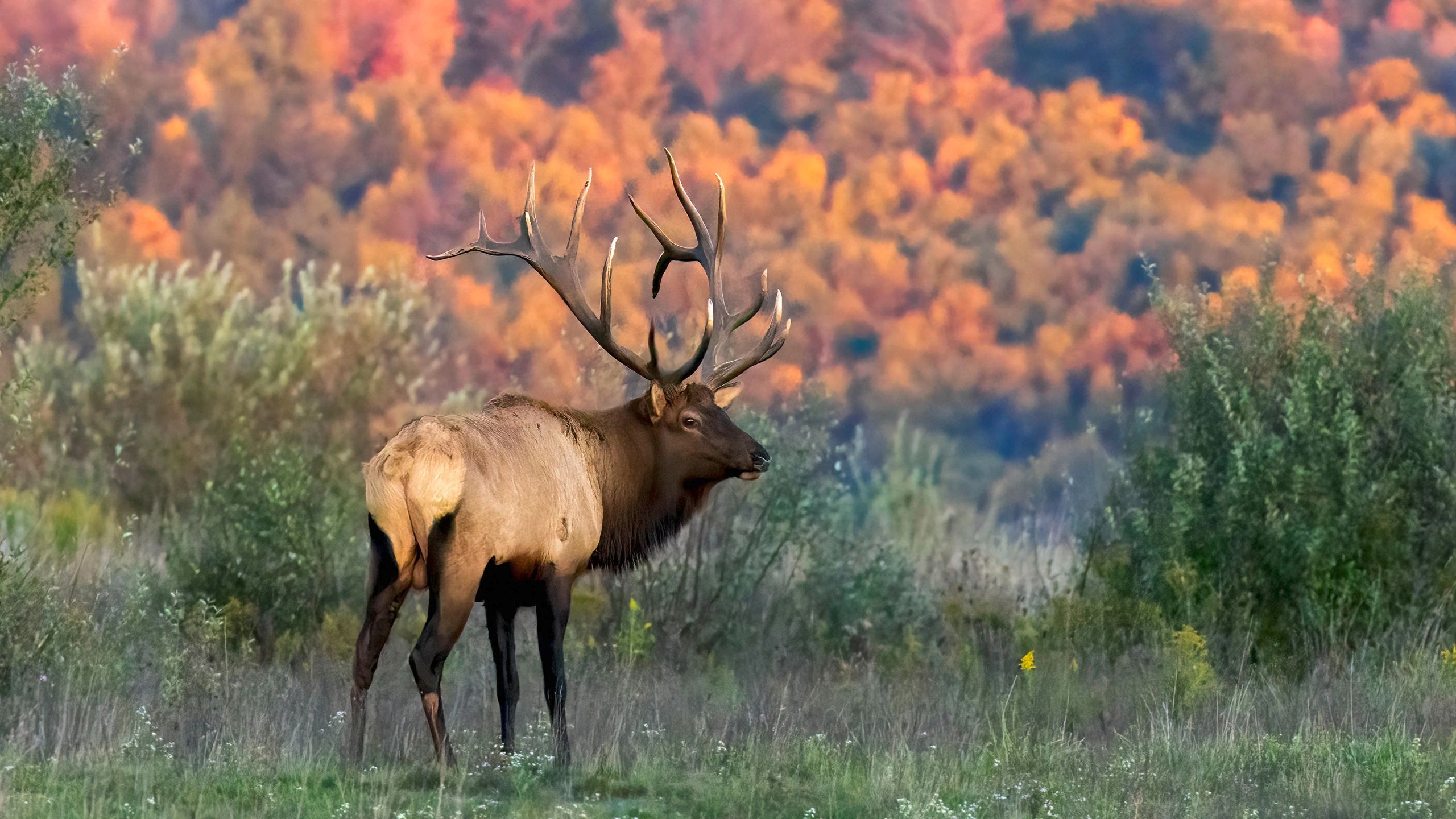 Wildlife Photography | Elkhorn Photo