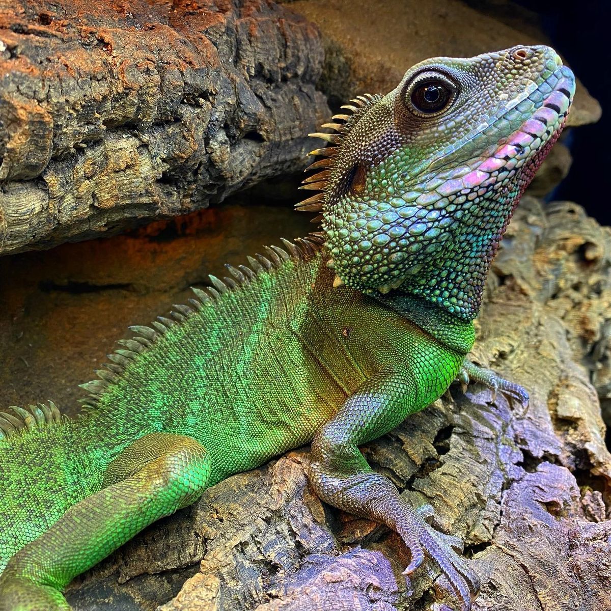 Lizards