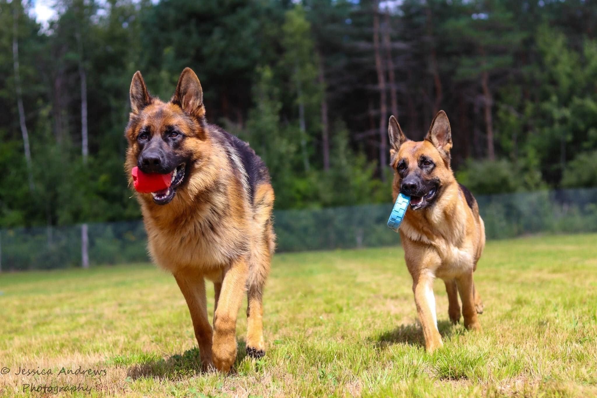 Are German Shepherds Well Behaved