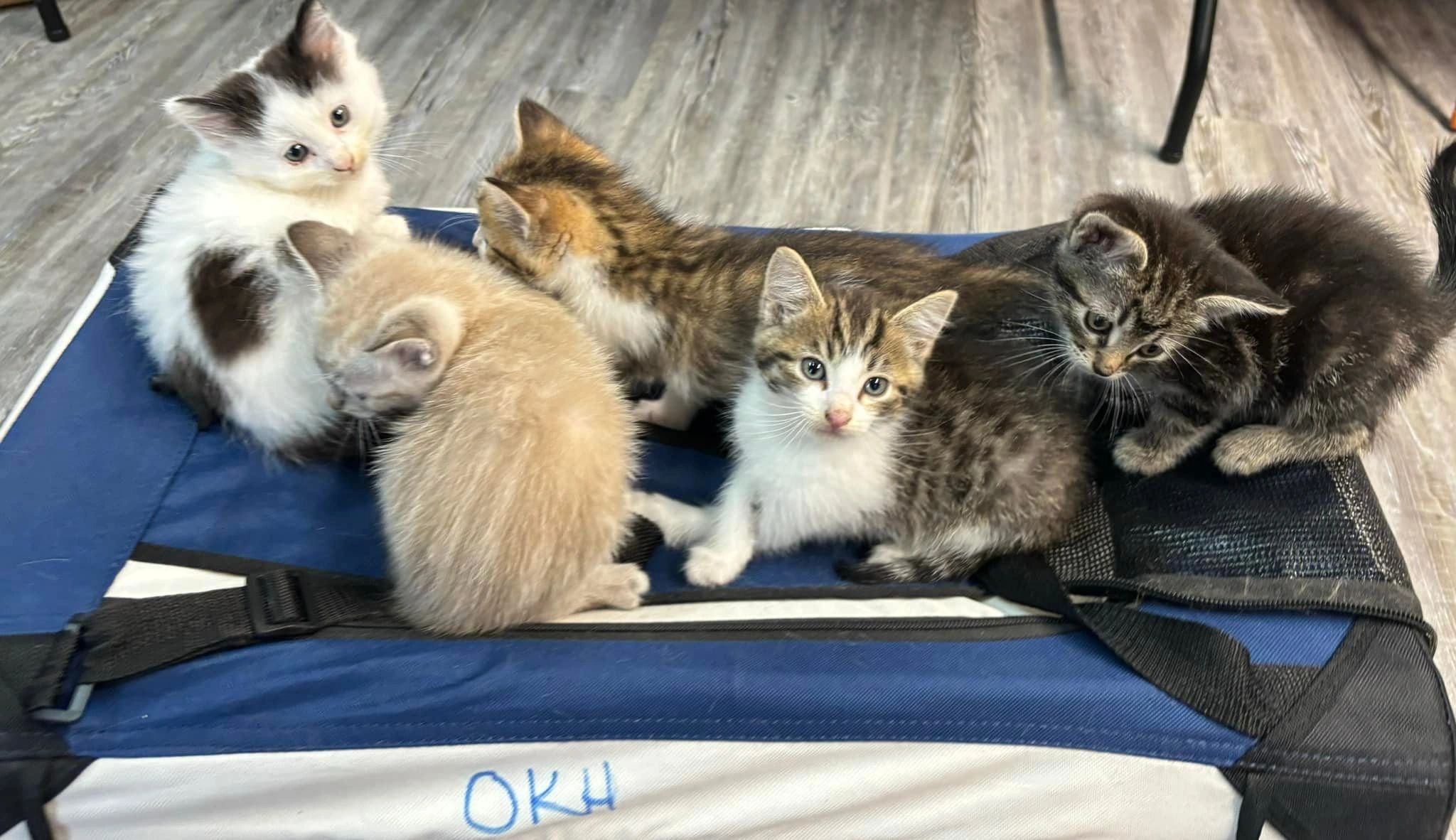 Trap Neuter Return - Outback Kitty Haven