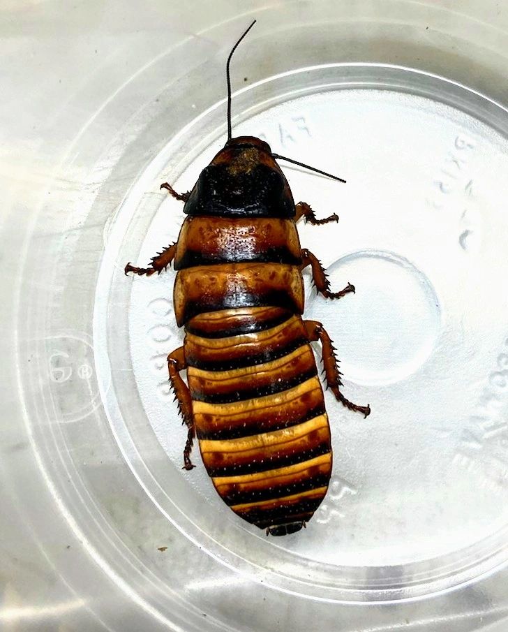 Halloween Hissing Cockroach