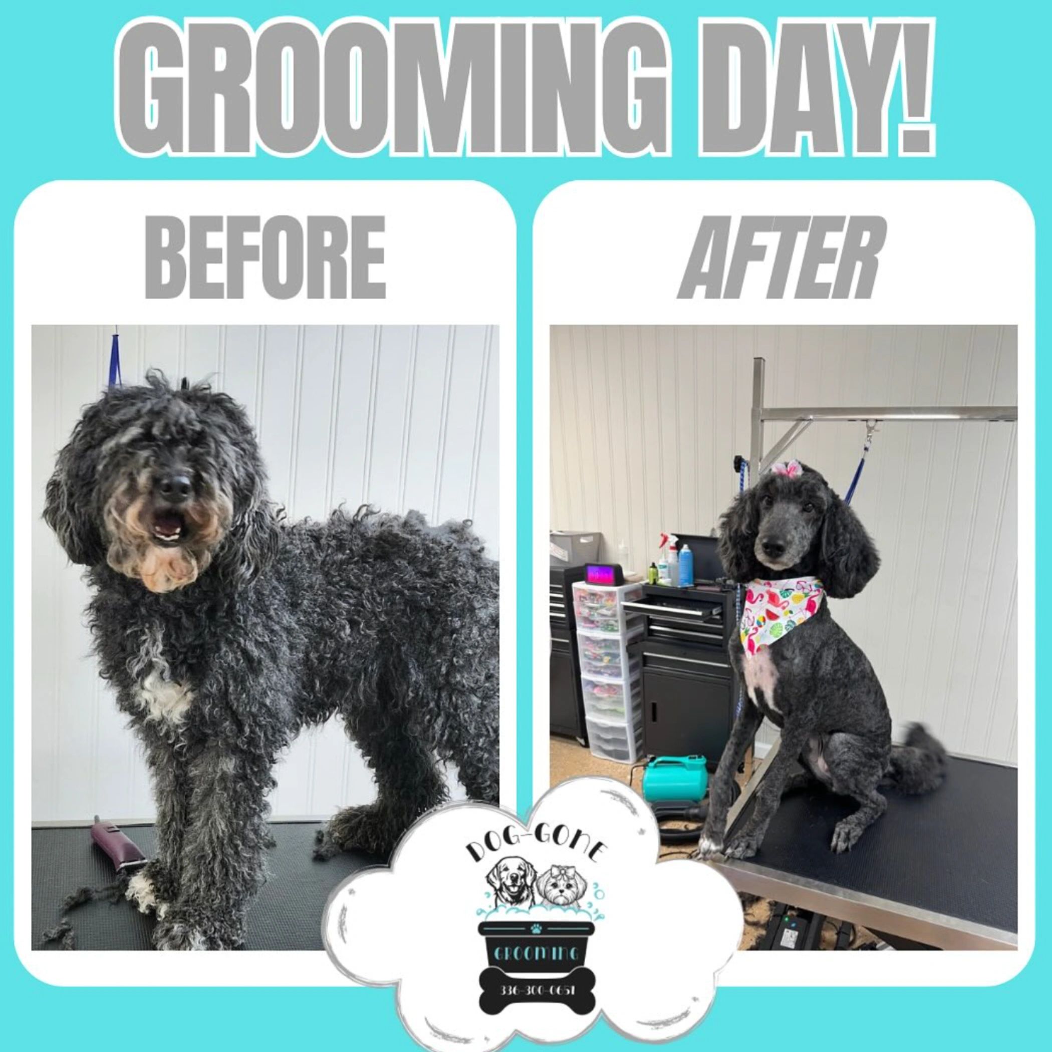 Contact | Doggone Grooming