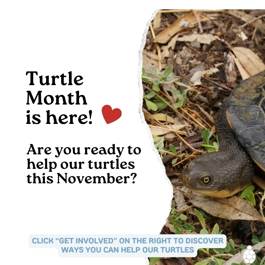 Turtle Nest Predictor
