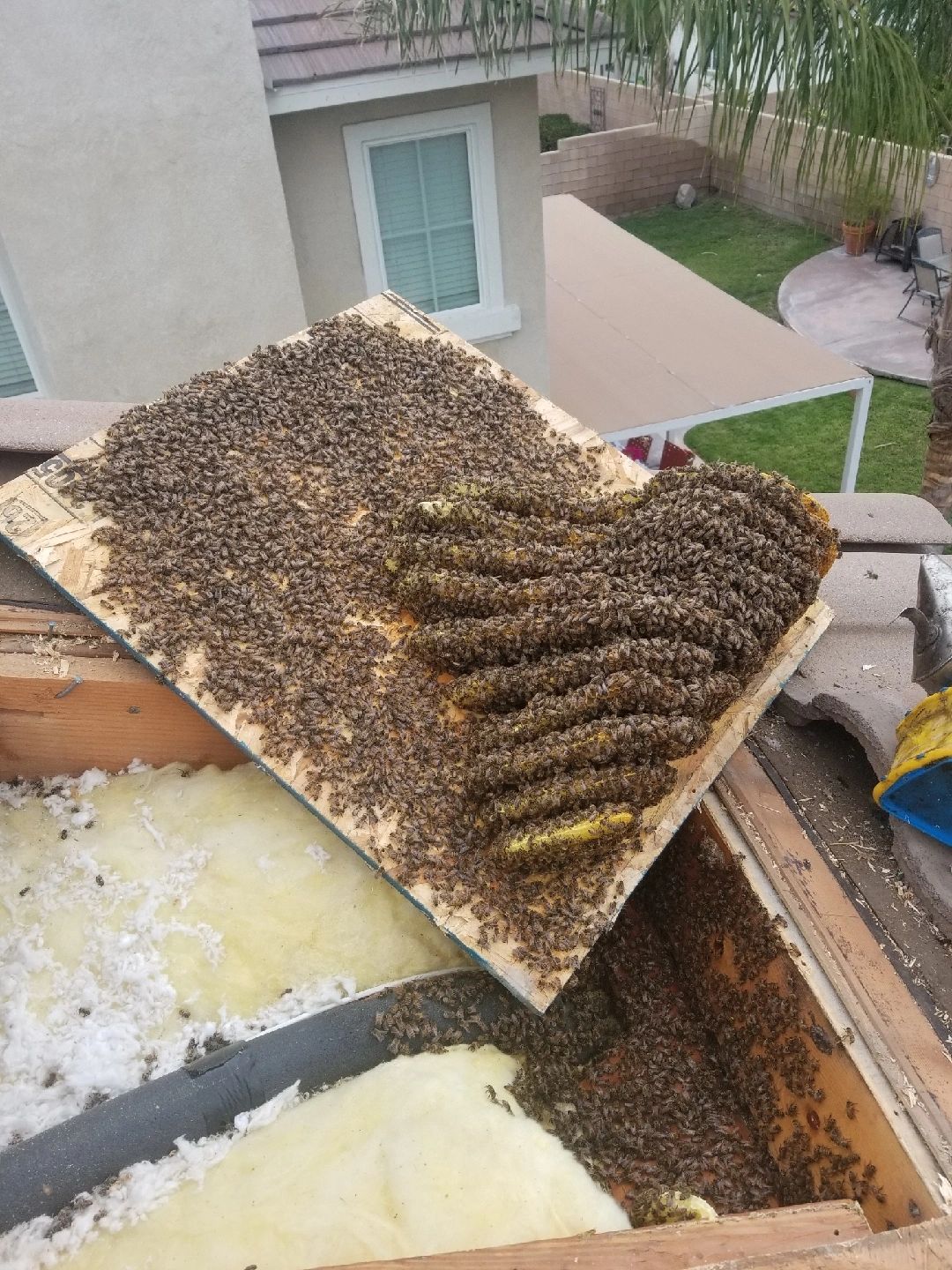Affordable Bee Services