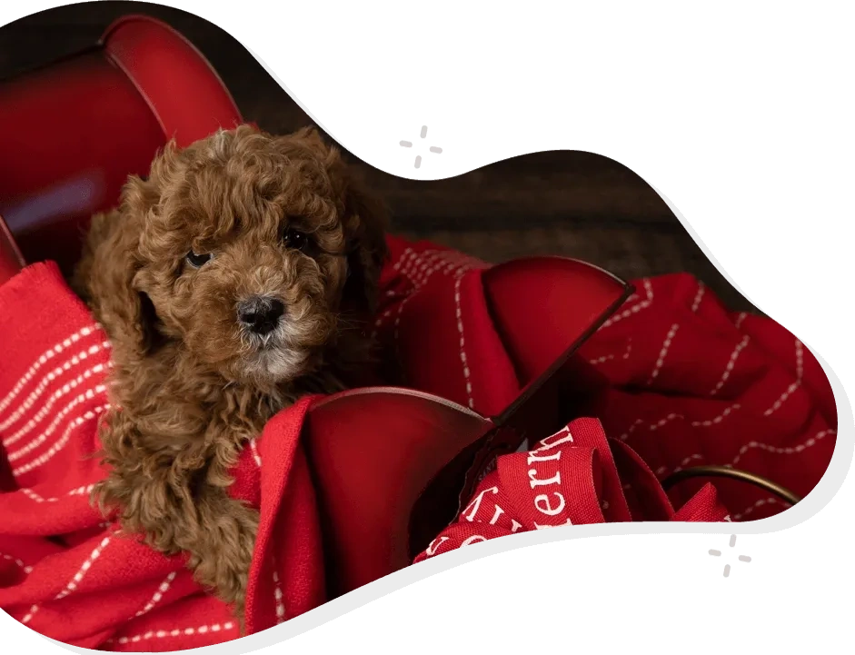 High-Quality Goldendoodle and Bernedoodle Puppies For Sale