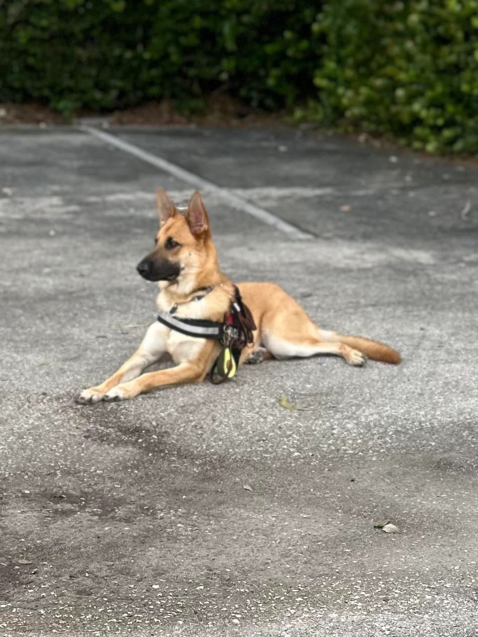 Tailored Tail Waggers, Inc.