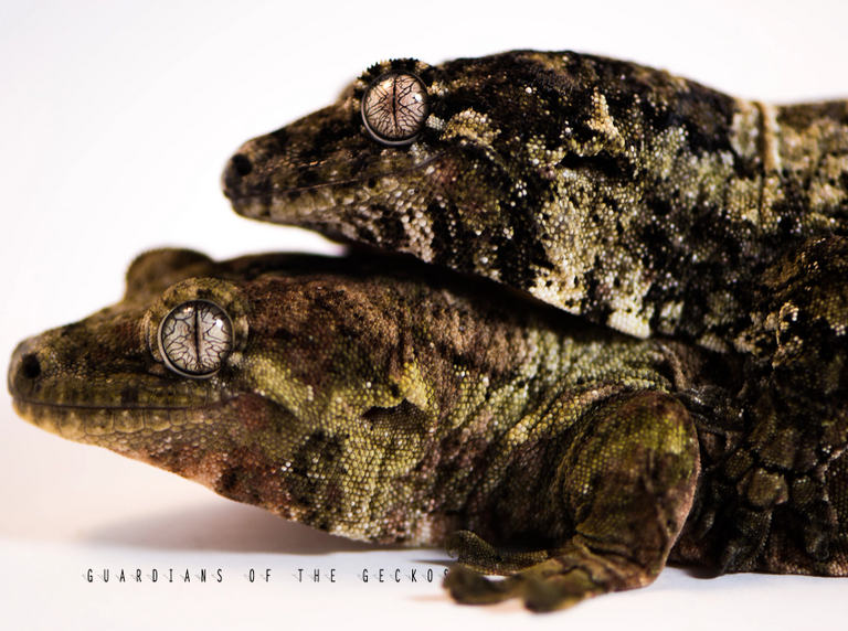 Crested Geckos for Sale - Guardians of the Geckos