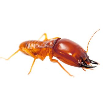 Knockout Pest Control Professional