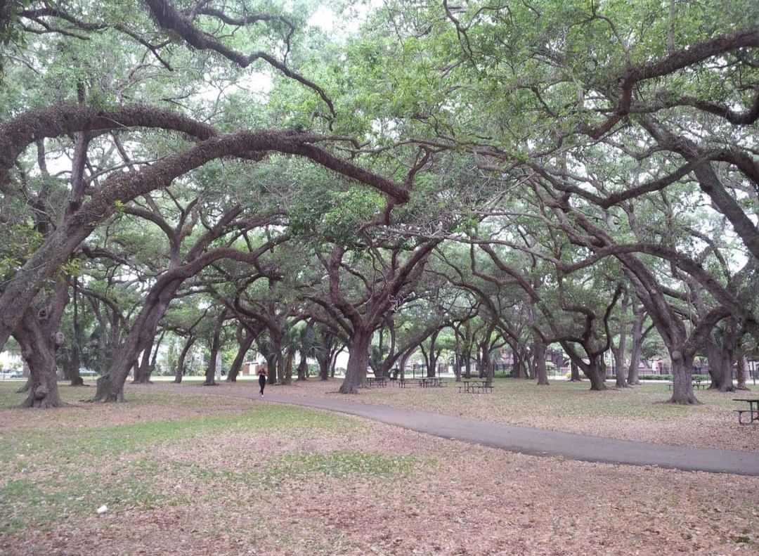 Park - Friends of TY Park