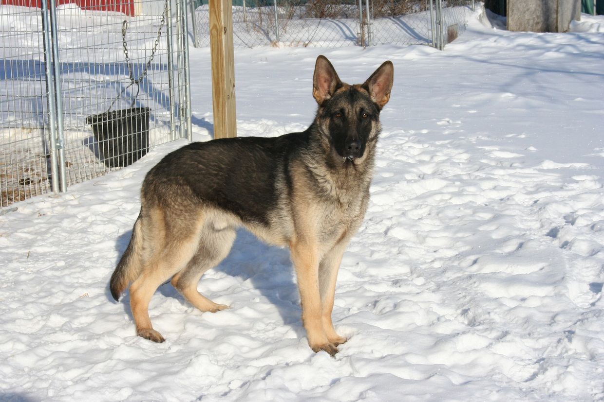 What Is A Ckc German Shepherd