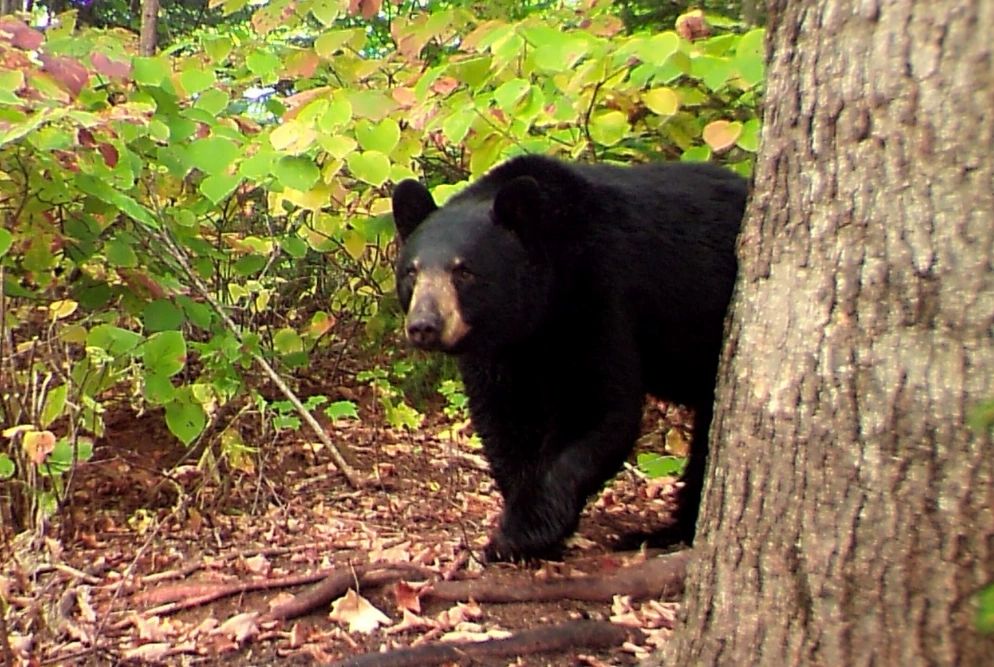 Maine Black Bear Hunting - Cedar Ridge Outfitters