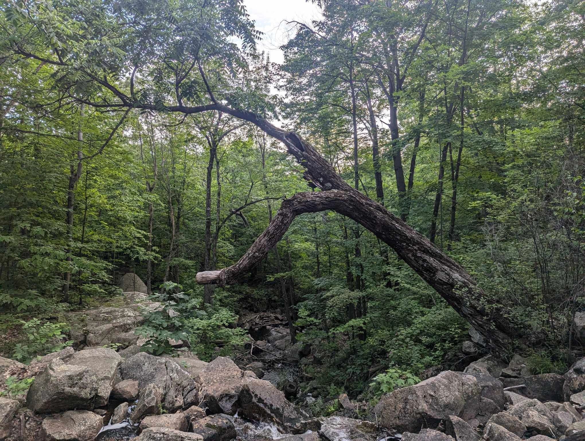 Re-wilding Humans with Samantha