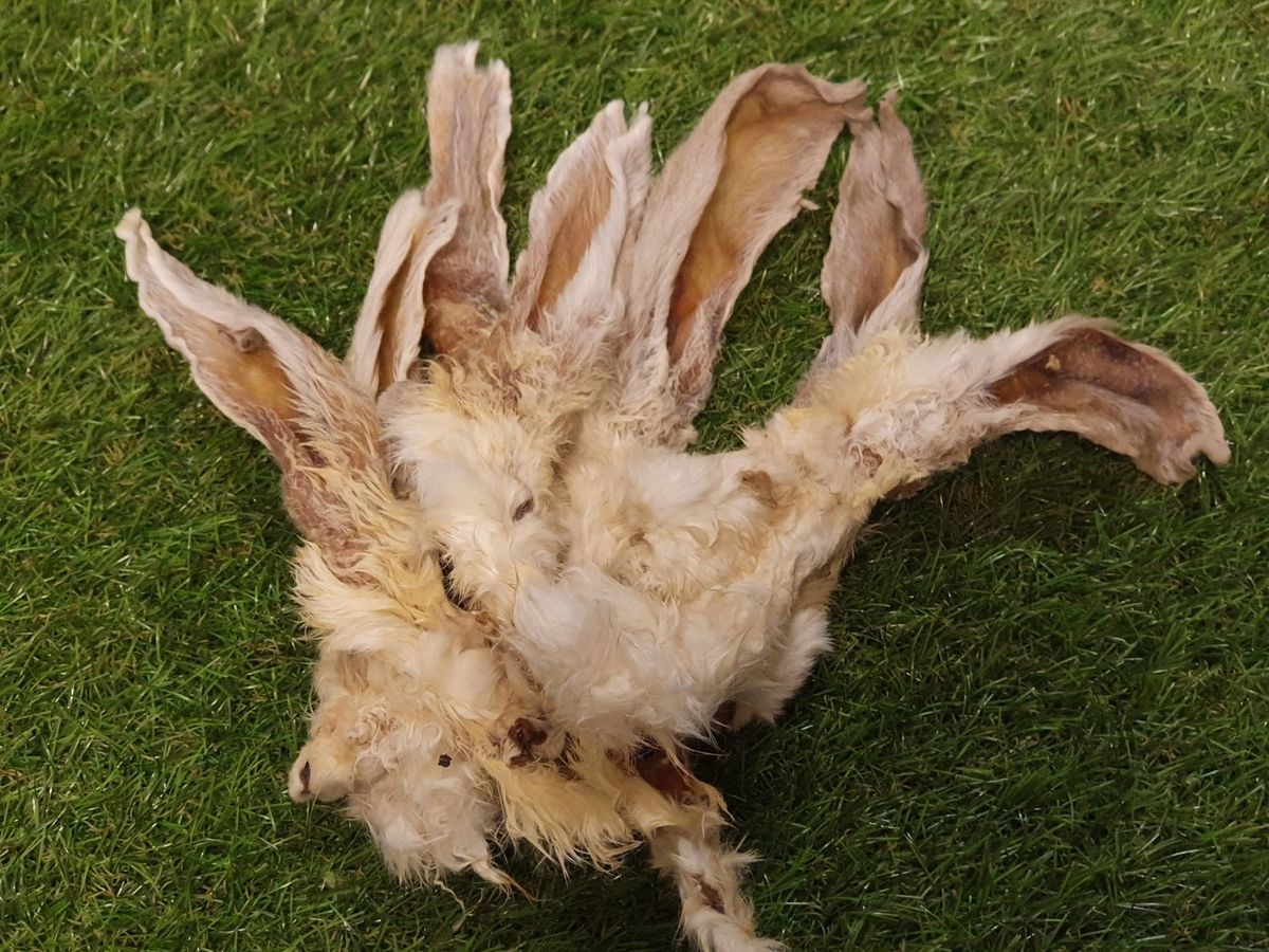 Rabbit Ears With Fur