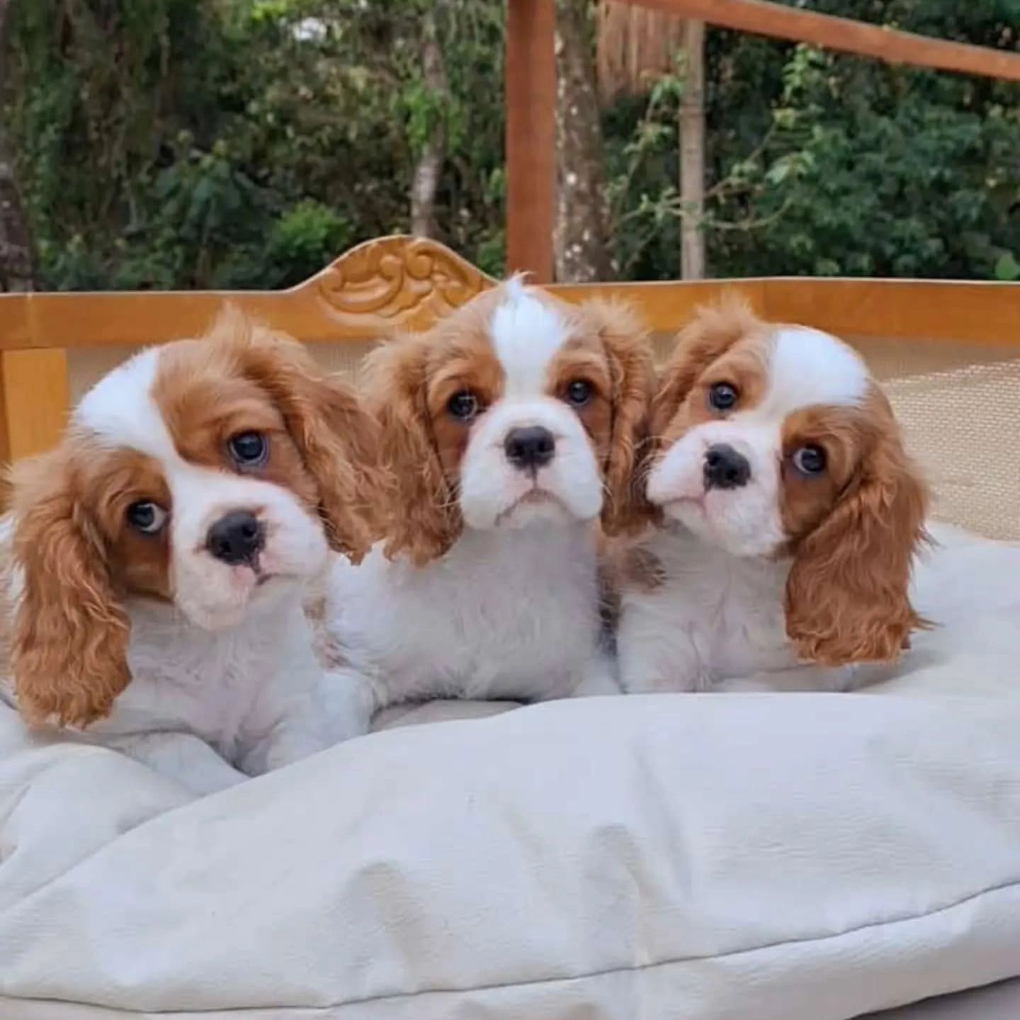 Royal Cavalier Pups