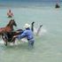 Swim With Your Horse - Horseback Riding St. Croix Equus Rides ...