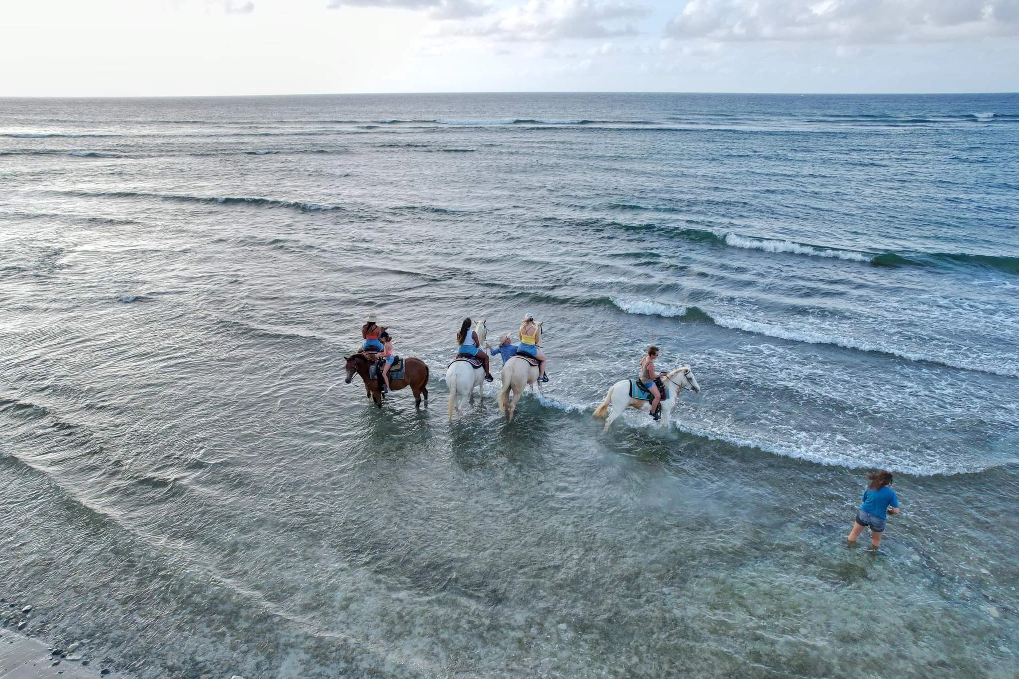 Swim With Your Horse - Horseback Riding St. Croix Equus Rides