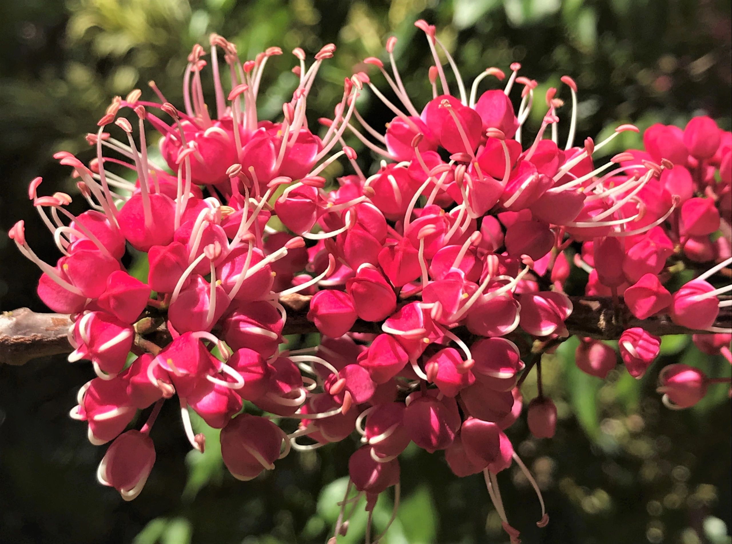 Radermachera Everlasting Beauty - Complete Plant Management | Complete ...