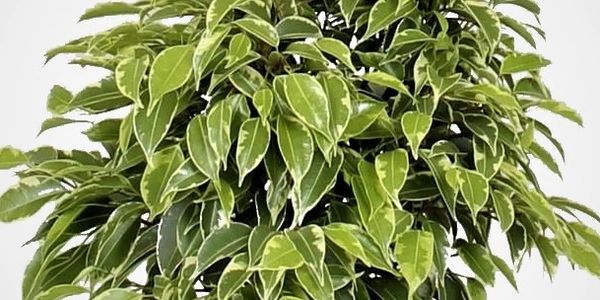 New Plant Releases - Complete Plant Management | Complete Plant Management