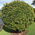 Elaeocarpus Green Dream - Complete Plant Management | Complete Plant ...