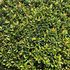 Elaeocarpus Green Dream - Complete Plant Management | Complete Plant ...