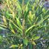 Elaeocarpus Green Dream - Complete Plant Management | Complete Plant ...