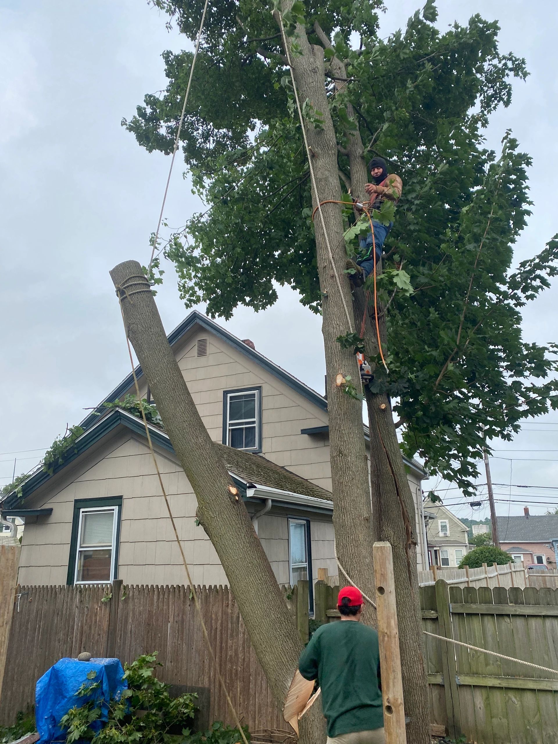 NN Tree Service and Landscaping Inc