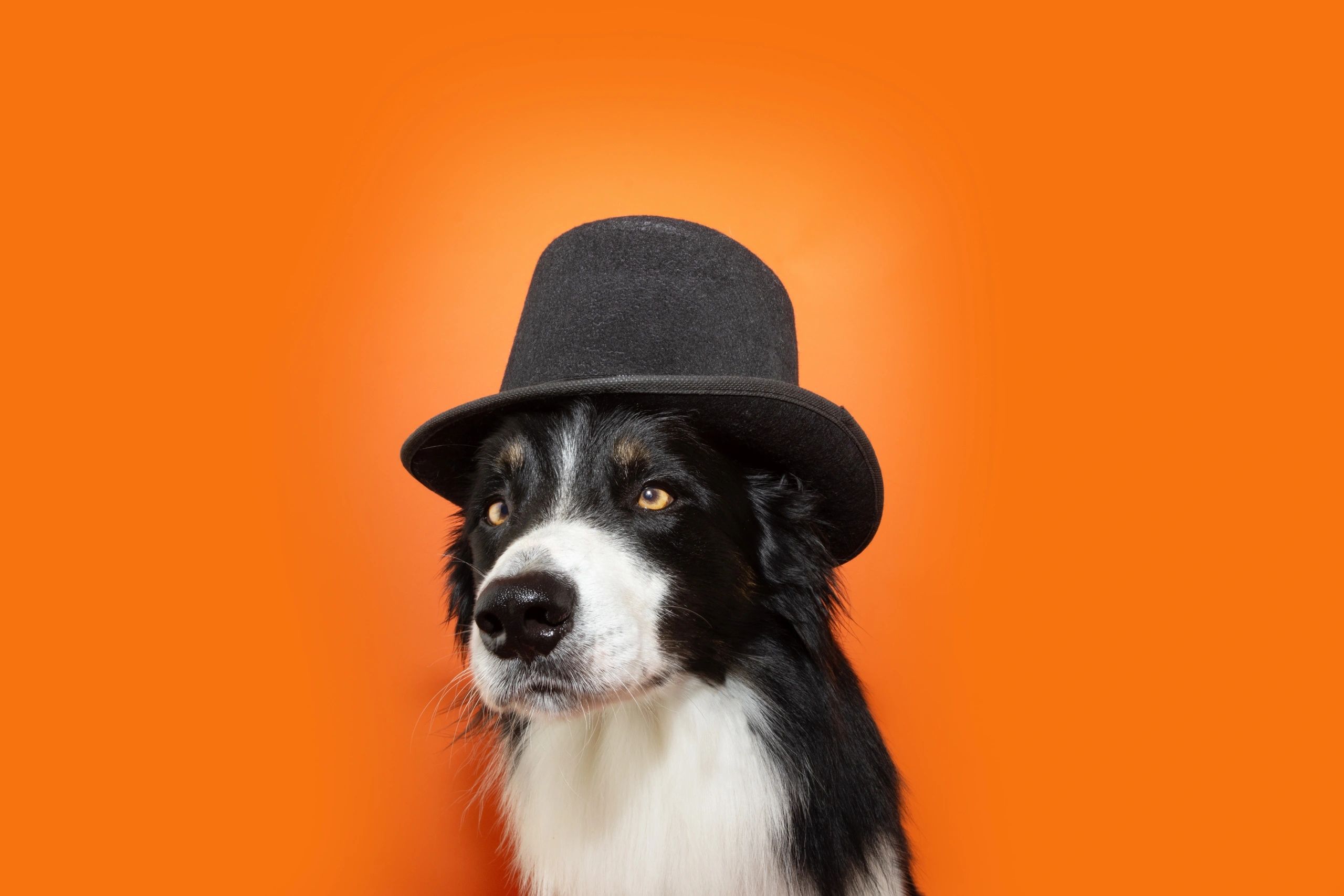 Top Hat Dog