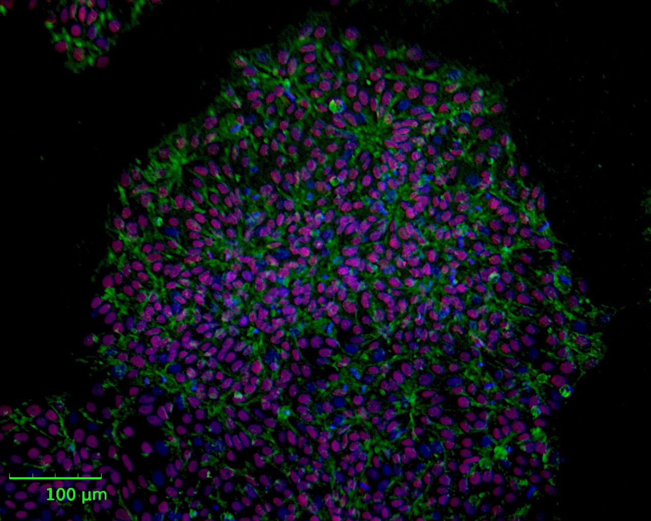 Building a Fluorescent Cell Staining Protocol, Part 2