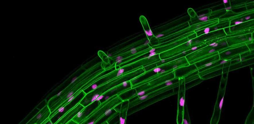 Fluorescent Cell Staining: Choosing Your Tools