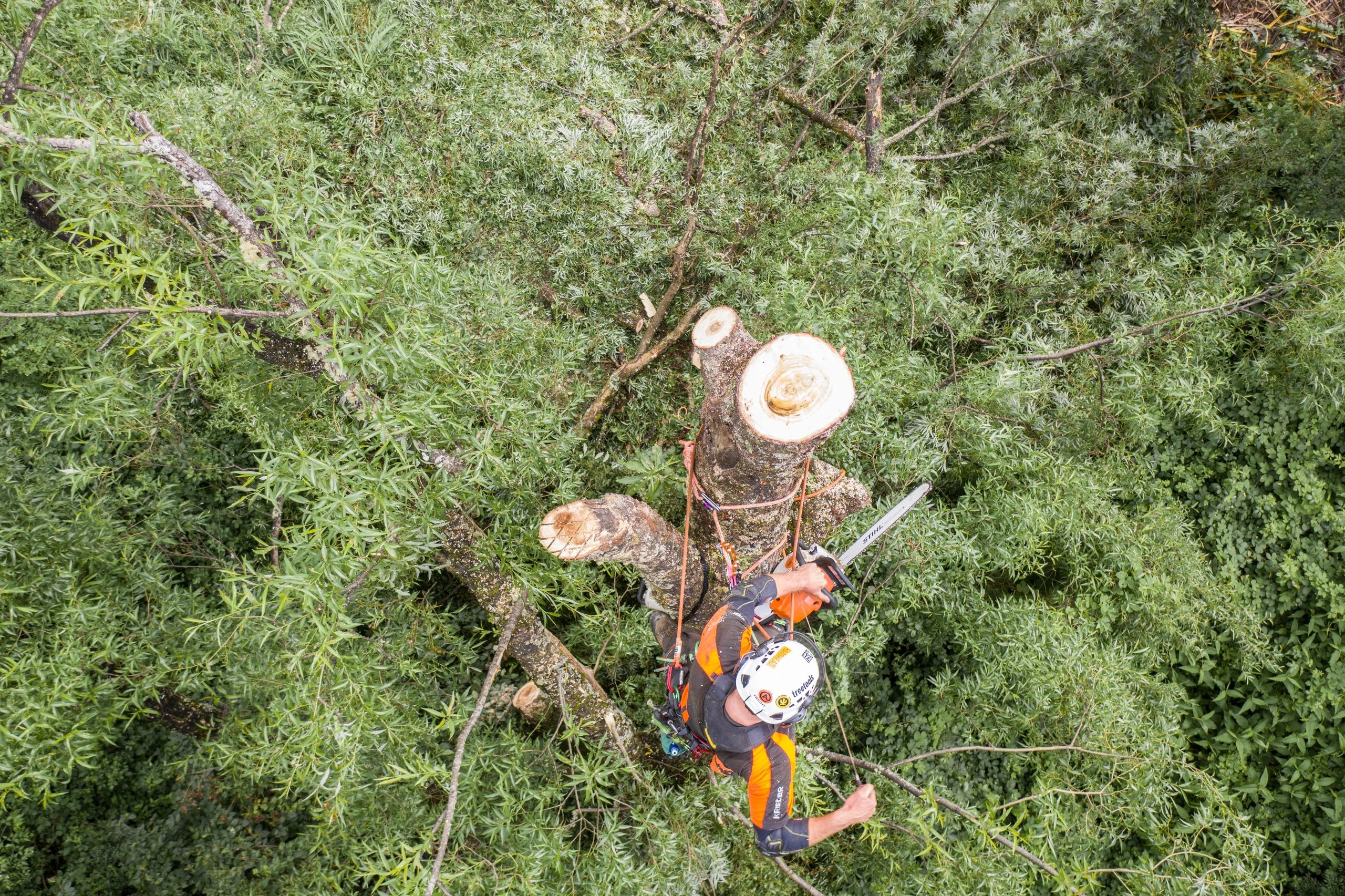 Tree Service, Arborist, Tree Care - Tree Guy Tasmania - Hobart, Tasmania