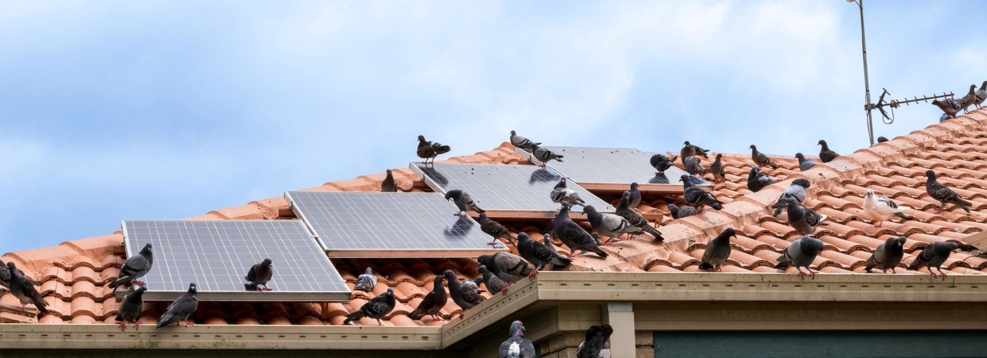 Bird Issues? | Pest Control | Feb 2025