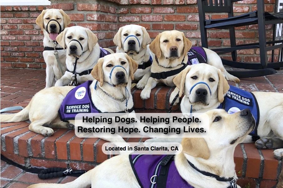 Our Adoptable Dogs