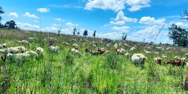 Goat Farm Services - Providing Sustainable Solar Grazing Solutions