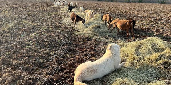 Goat Farm Services - Providing Sustainable Solar Grazing Solutions