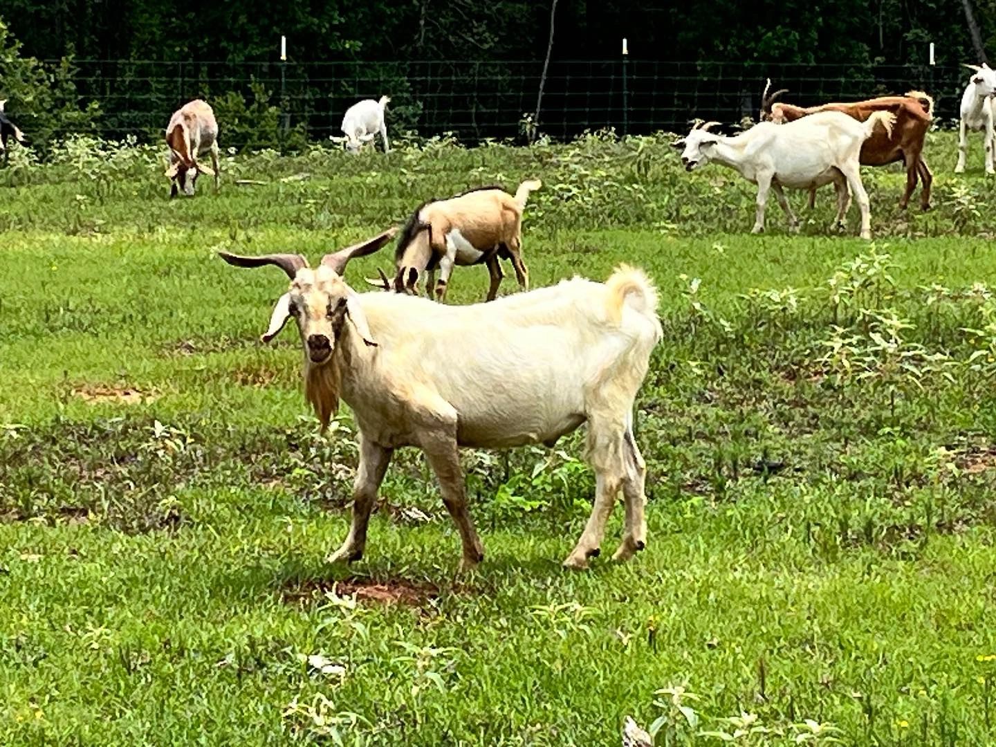 Interesting Facts About Kiko Goats