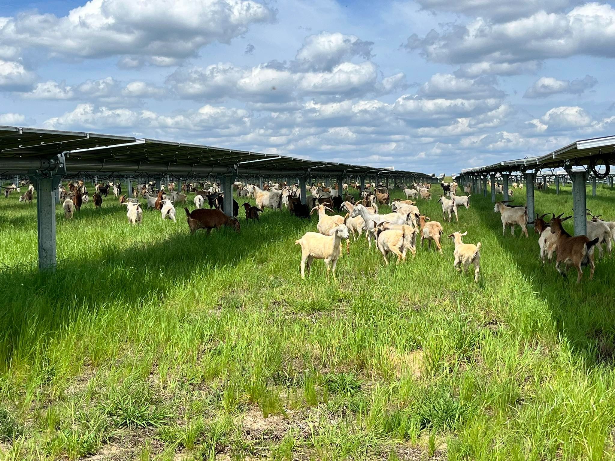 Goat Farm Services - Providing Sustainable Solar Grazing Solutions