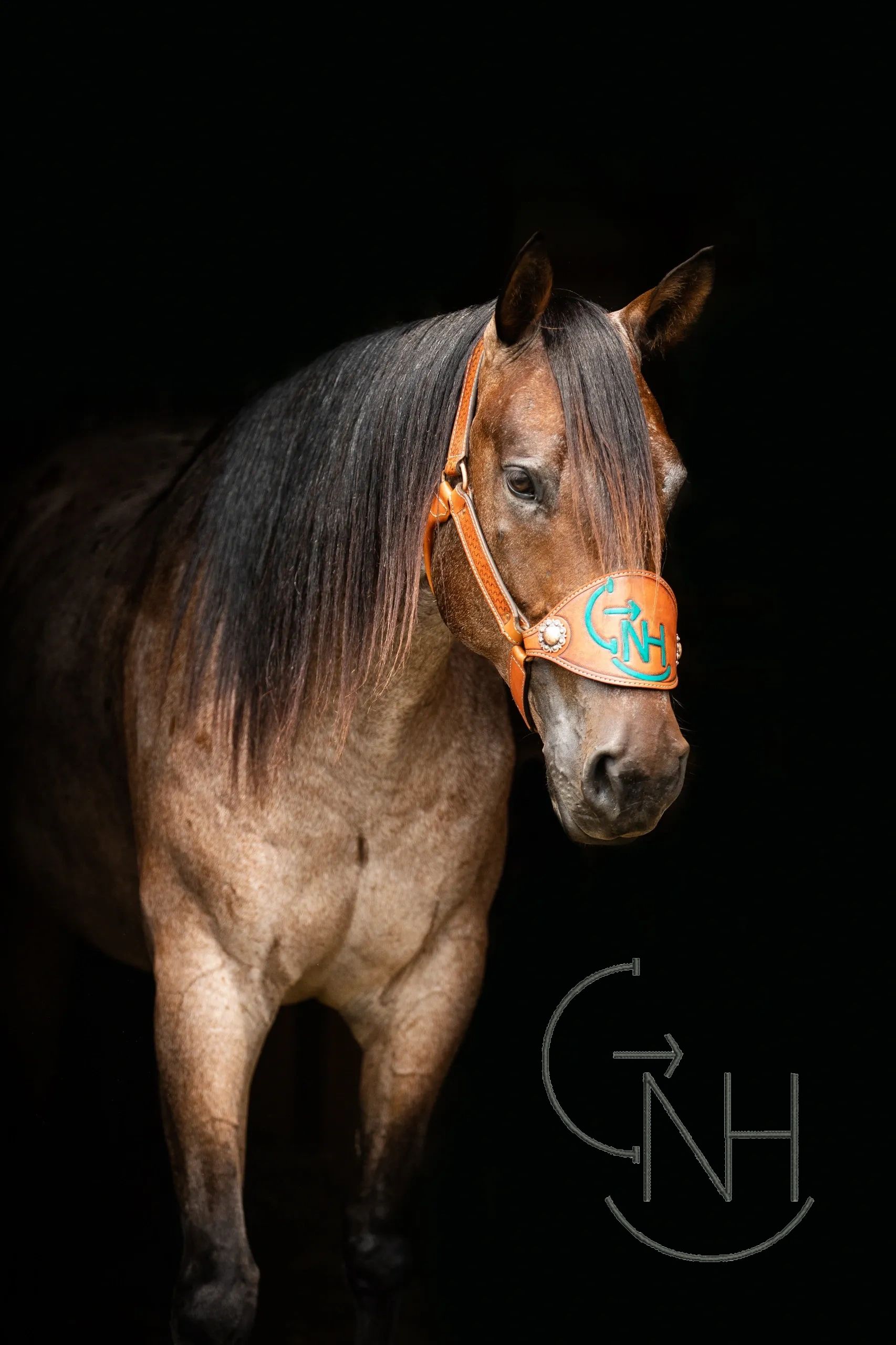 GNHQuarterHorses