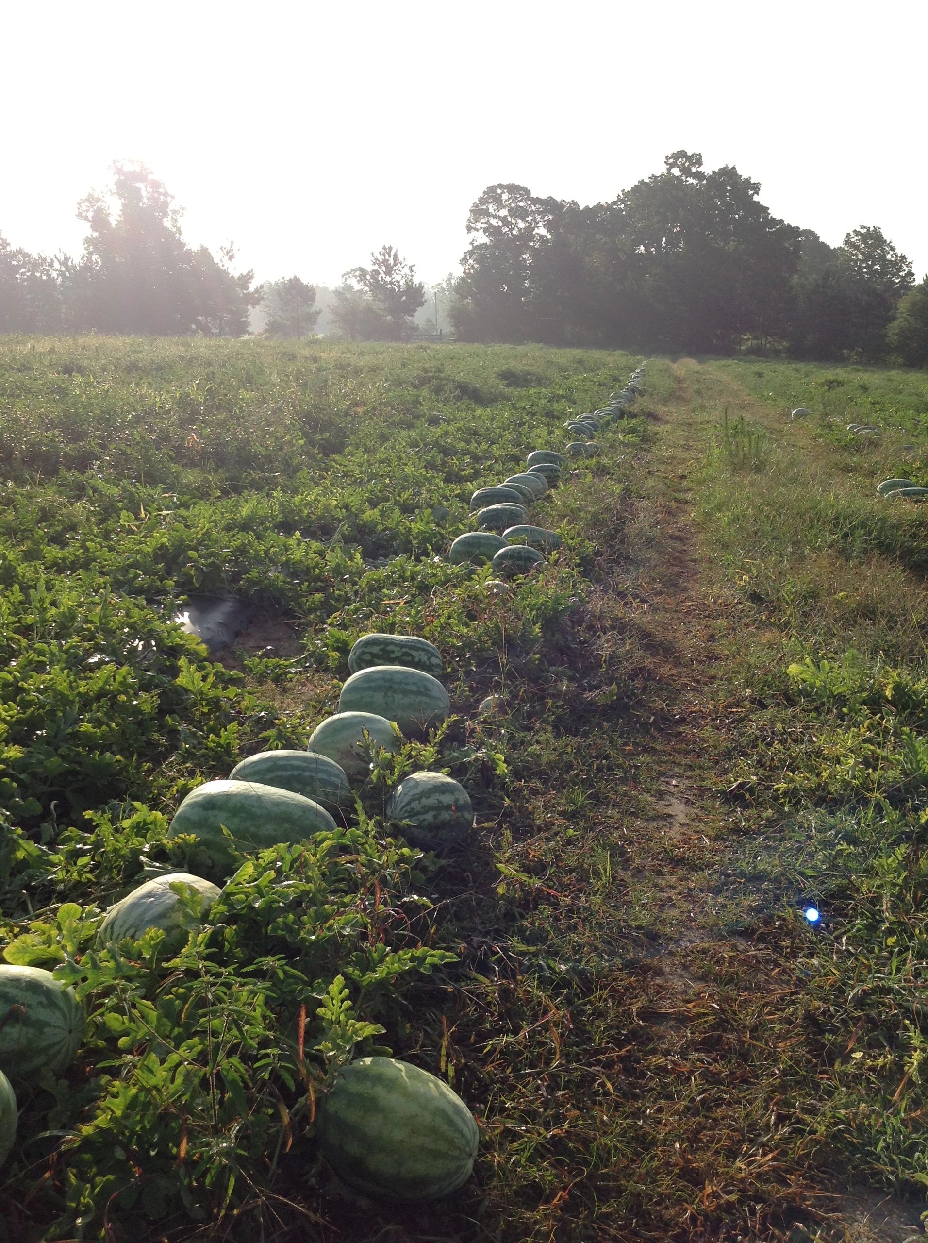 Contact us | Burns Farm