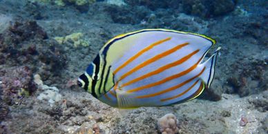 Hawaiian Reef Fish Names