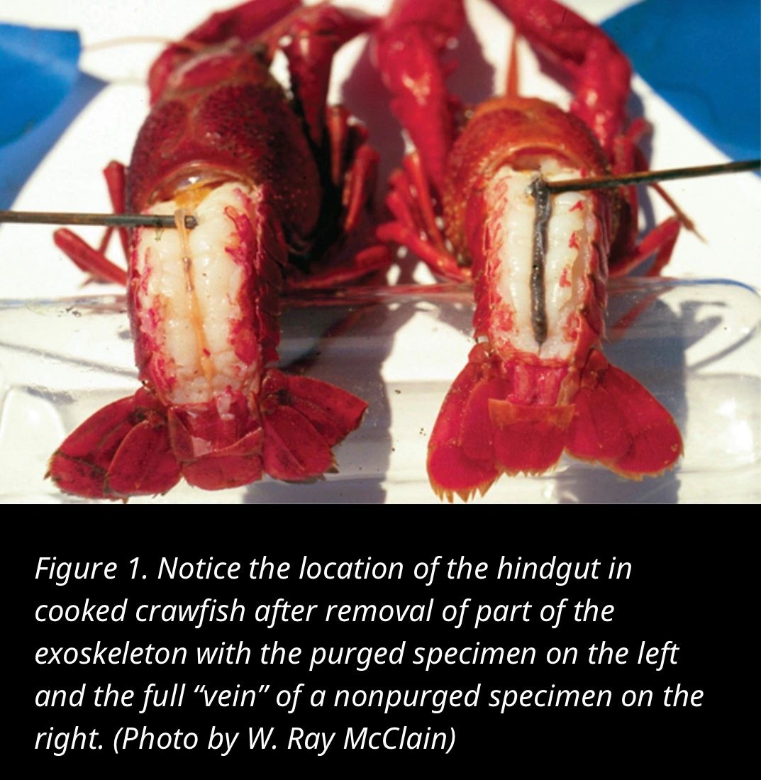 Doesn’t Salt Help Remove Poop Strip From Crawfish?? How to Purge Live ...