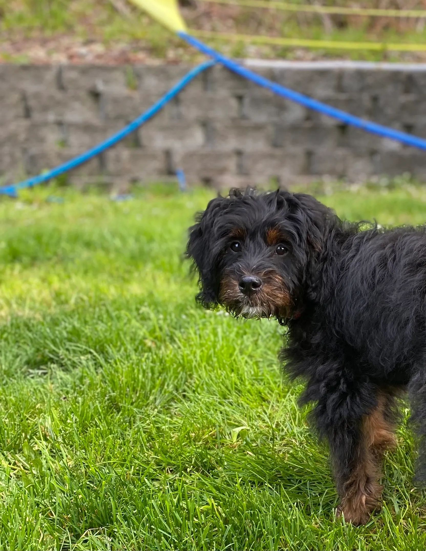 Gorgeous, friendly puppies for Sale | Cascade Mini Doodles