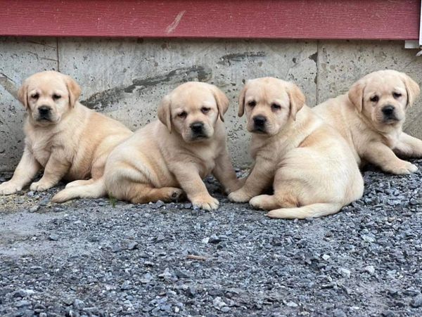 Puppies | Dole Hill Labradors